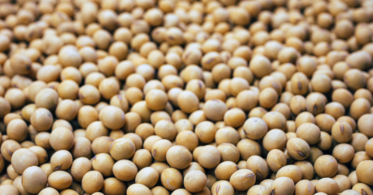 Produksi Kedelai Tak Cukup Tinggi, Indonesia Masih Masif Impor Kedelai ...