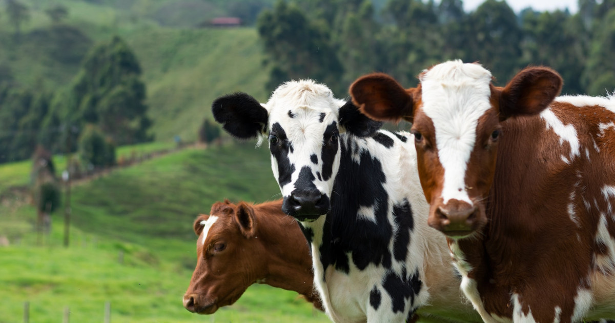 Melacak Produktivitas Sapi Perah Dunia - GoodStats