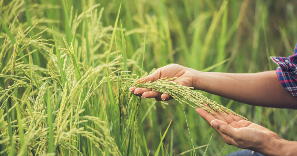 Kenapa Harga Beras di Indonesia Mahal? - GoodStats