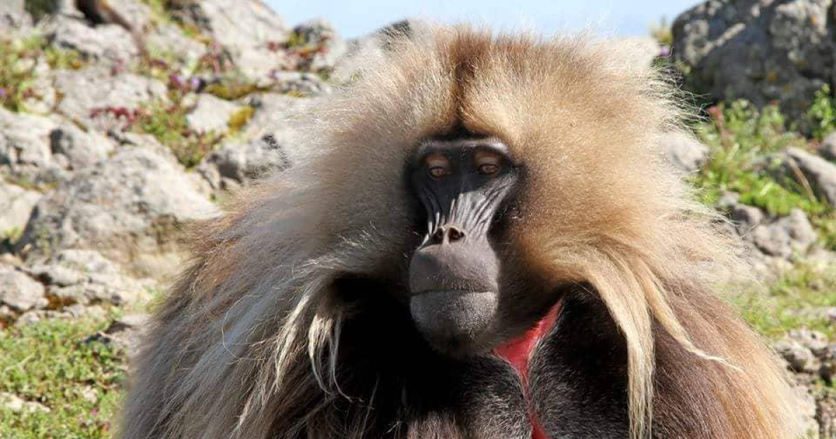 7 Primata dengan Populasi Terbanyak, Dari Indonesia Mendominasi ...