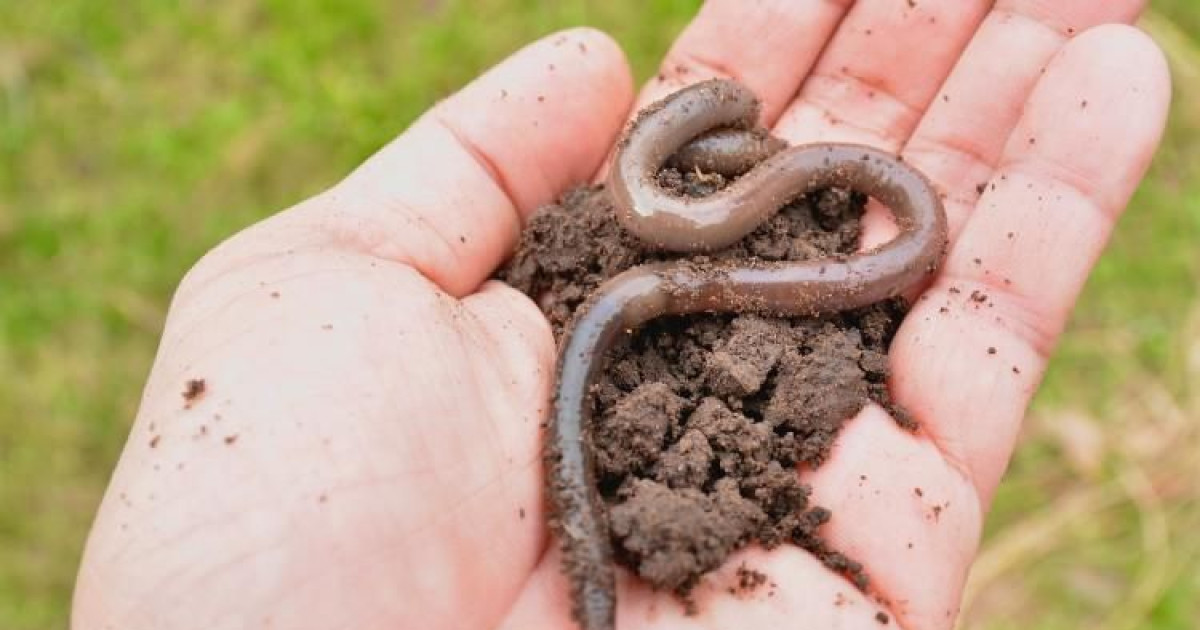 Hari Waspada Cacing 2024: Infeksi Cacing Masih Menjajah Indonesia ...