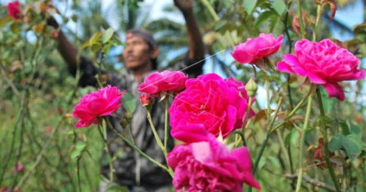 Jawa Timur Dominasi Produksi Bunga Mawar Nasional - GoodStats