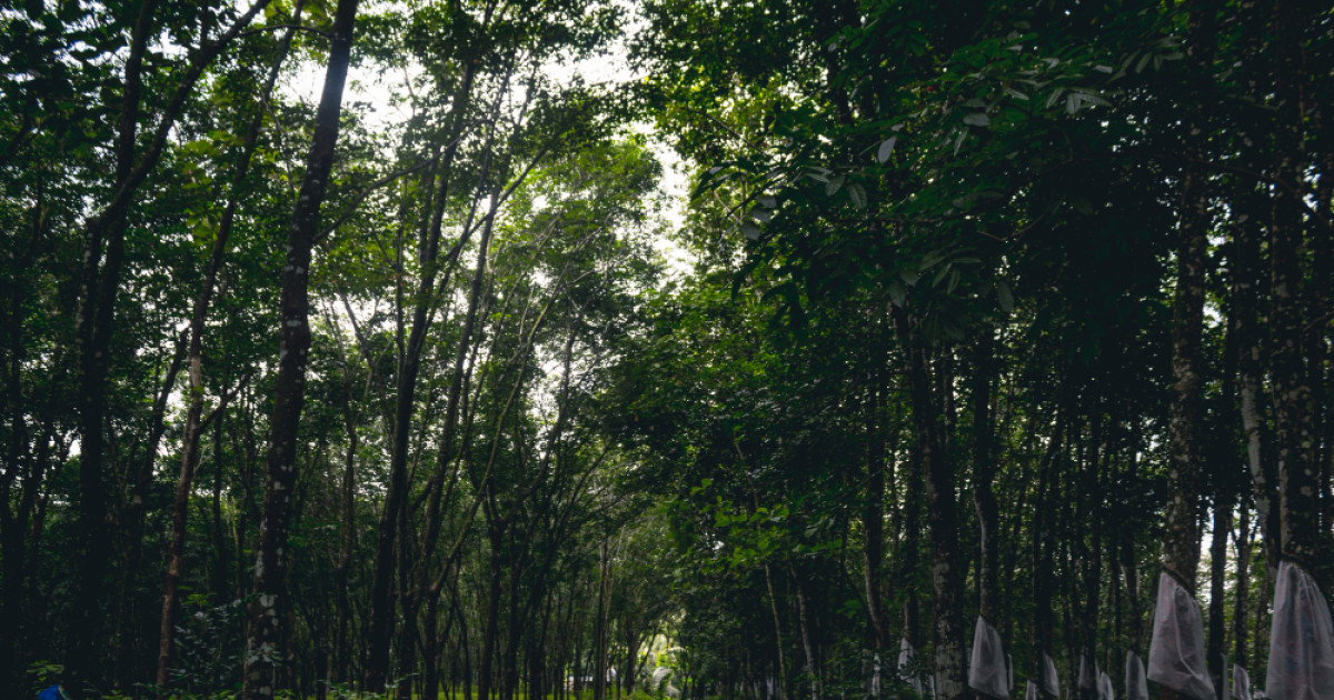 Berapa Luas Hutan di Indonesia pada 2024? - GoodStats