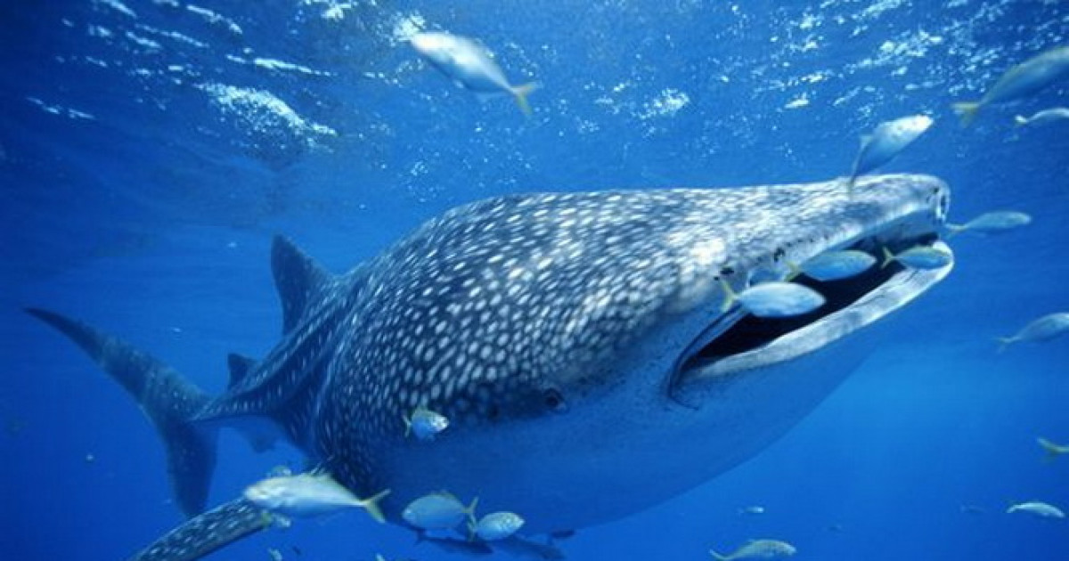 Populasi Hiu Paus di Indonesia Capai 472 Ekor - GoodStats