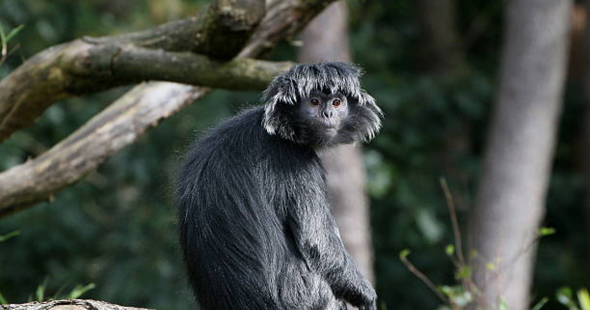 Segelintir Kabar Satwa Liar di Indonesia - GoodStats