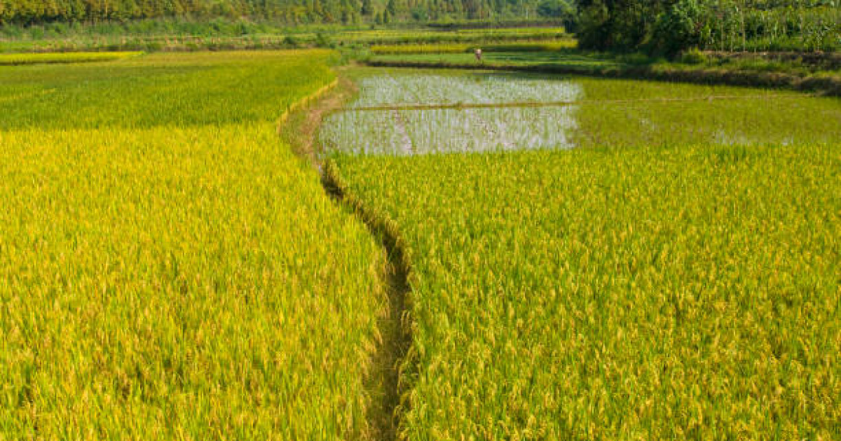 Coba Hentikan Impor Beras, Pemerintah Kembali Siapkan Skema Cetak Sawah ...