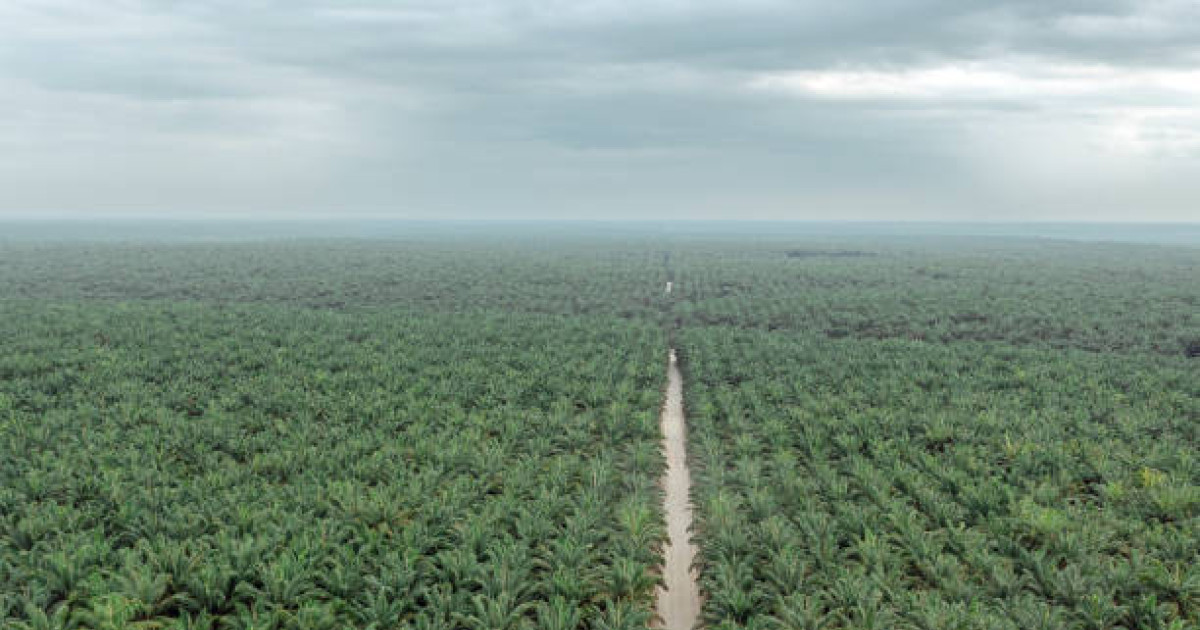 Pohon Kelapa Sawit Tinggi Berita Sawit Potensi Tinggi Perkebunan