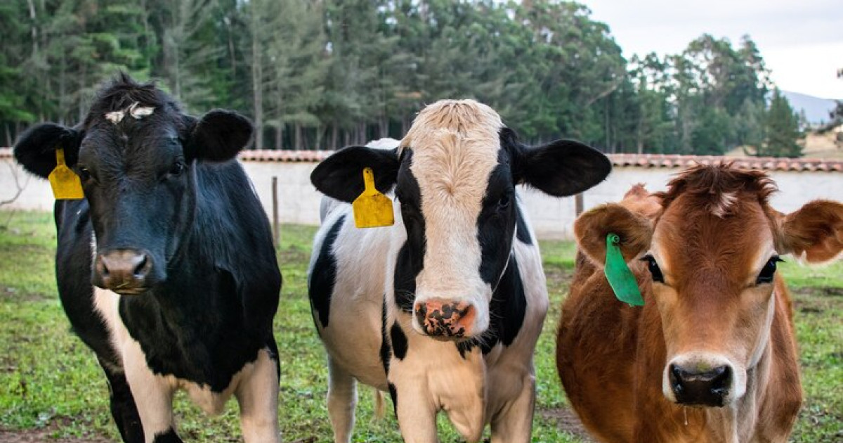 Harga Sapi Kurban 2024 dan Perkiraan Harganya di 2025 - GoodStats