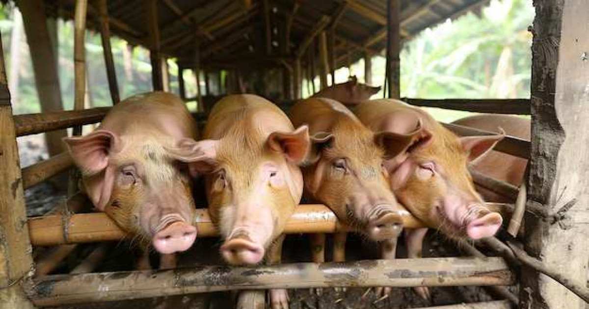 Jumlah Produksi dan Populasi Babi Berdasarkan Provinsi di Indonesia ...