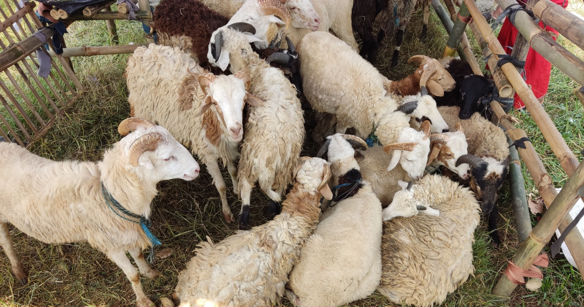 Harga Kurban Idul Adha 2025 Menurut Badan Amil Zakat Nasional - GoodStats